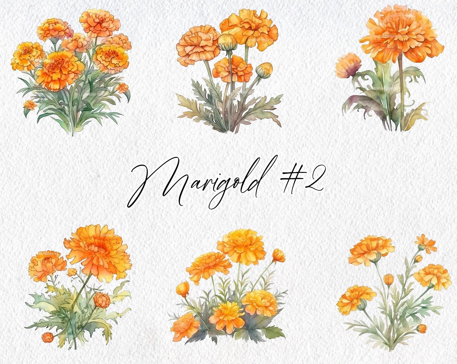 Cute Watercolor Marigolds Scenes, Volume 2, Commercial Use Clipart ...