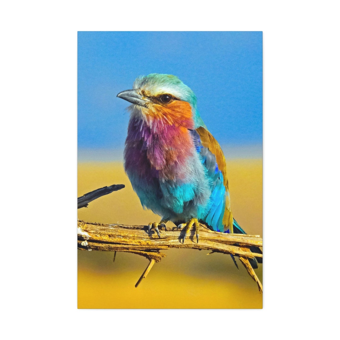 Rainbow Colorful Bird Cute Beautiful Nature Portrait Close Up - Etsy