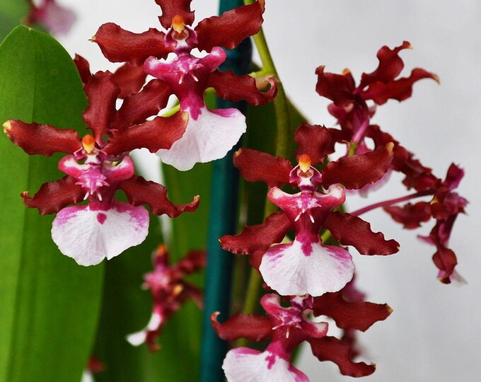 Cattleya Orchid Lc. 'sweet Harmony', Large Flowering Plants, Sweet ...