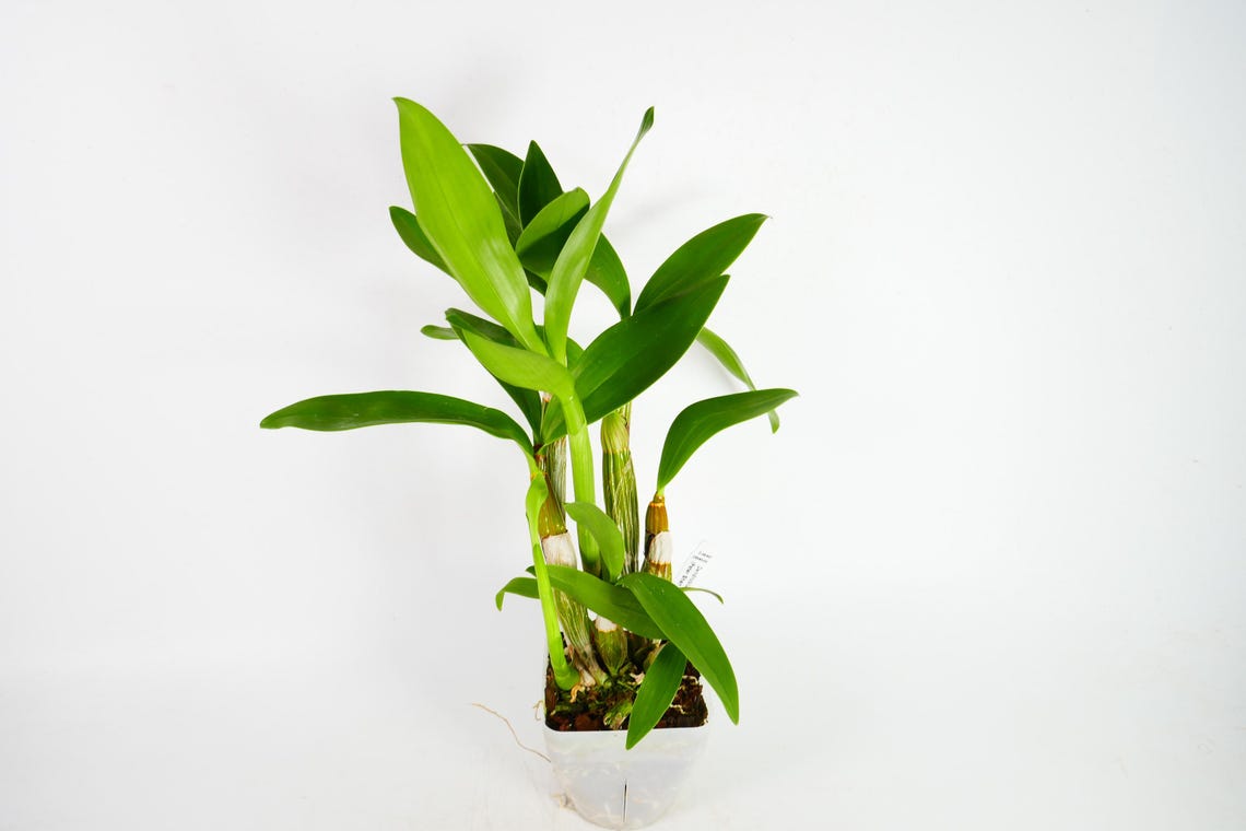 Dendrobium Orchid ~ Den. Sherry Abe ~ 4" Pot ~ Bloom Size ~ Tropical ...