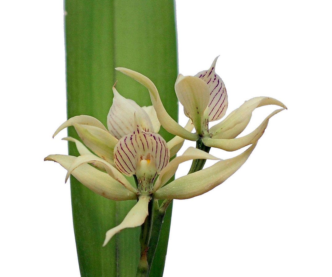 IN SPIKE / BUD Fragrant ~ Encyclia Species Orchid ~ Prosthechea ...