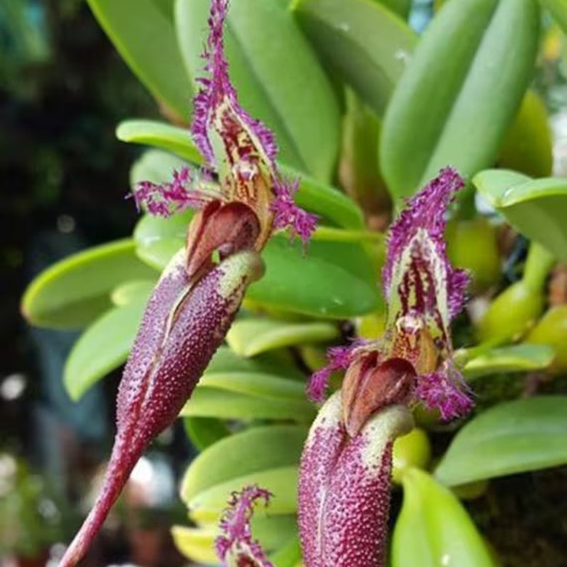 Weird Fascinator - Etsy