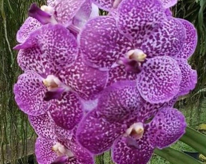 Vanda Orchid ~ V. Kultana 'brown' X V. Gordon Dillon ~ 4" Pot ~ Near ...