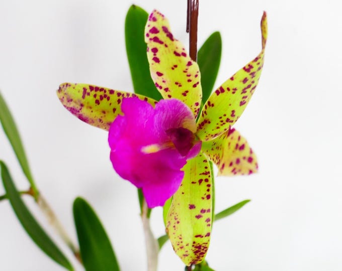 IN SPIKE / BUD ~ Cattleya Orchid ~ Bc. Hippodamia X C. Small World ~ 4 ...