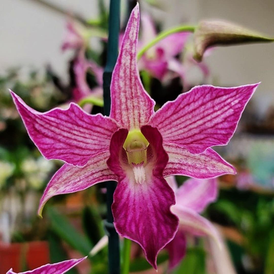 Dendrobium Orchid ~ Den. Sherry Abe ~ 4" Pot ~ Bloom Size ~ Tropical ...