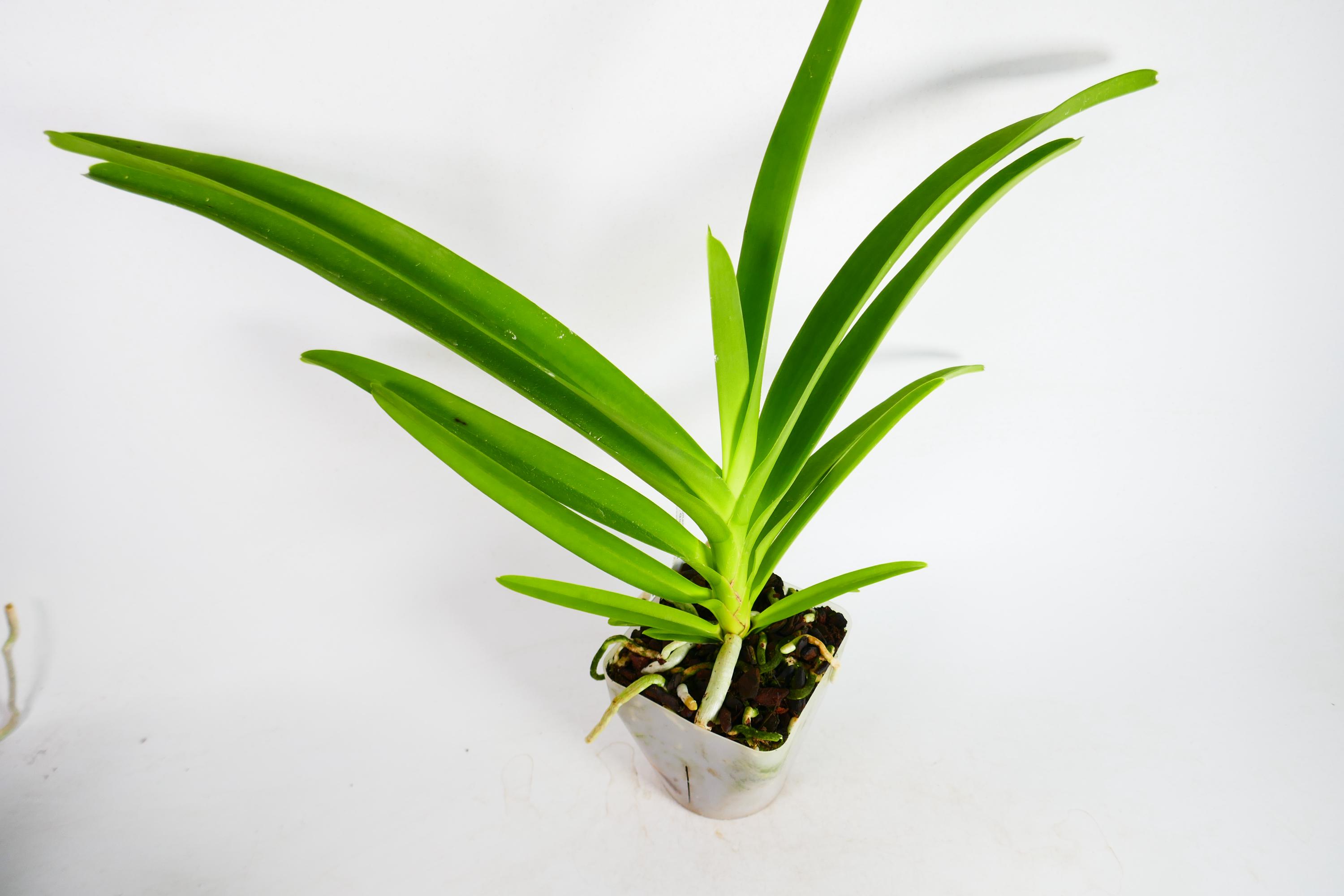 Vanda Orchid ~ V. Kultana 'brown' X V. Gordon Dillon ~ 4" Pot ~ Near ...