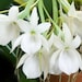 Angraecum Leonis Orchid Bloom Size Tropical Exotic Houseplant - Etsy
