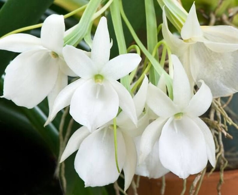 Angraecum Leonis Orchid ~ Bloom Size ~ Tropical ~ Exotic ~ Houseplant ...