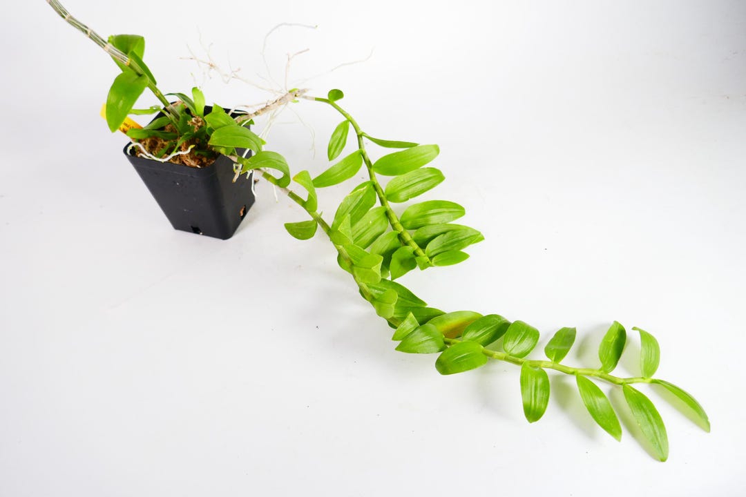 Dendrobium Orchid ~ Den. Yama's Delight 'momilani' X Neifert's Quest ...