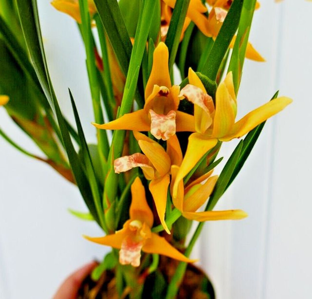 Maxillaria Tenuifolia Yamada (yellow!) ~ the Coconut Orchid! ~tropical ...
