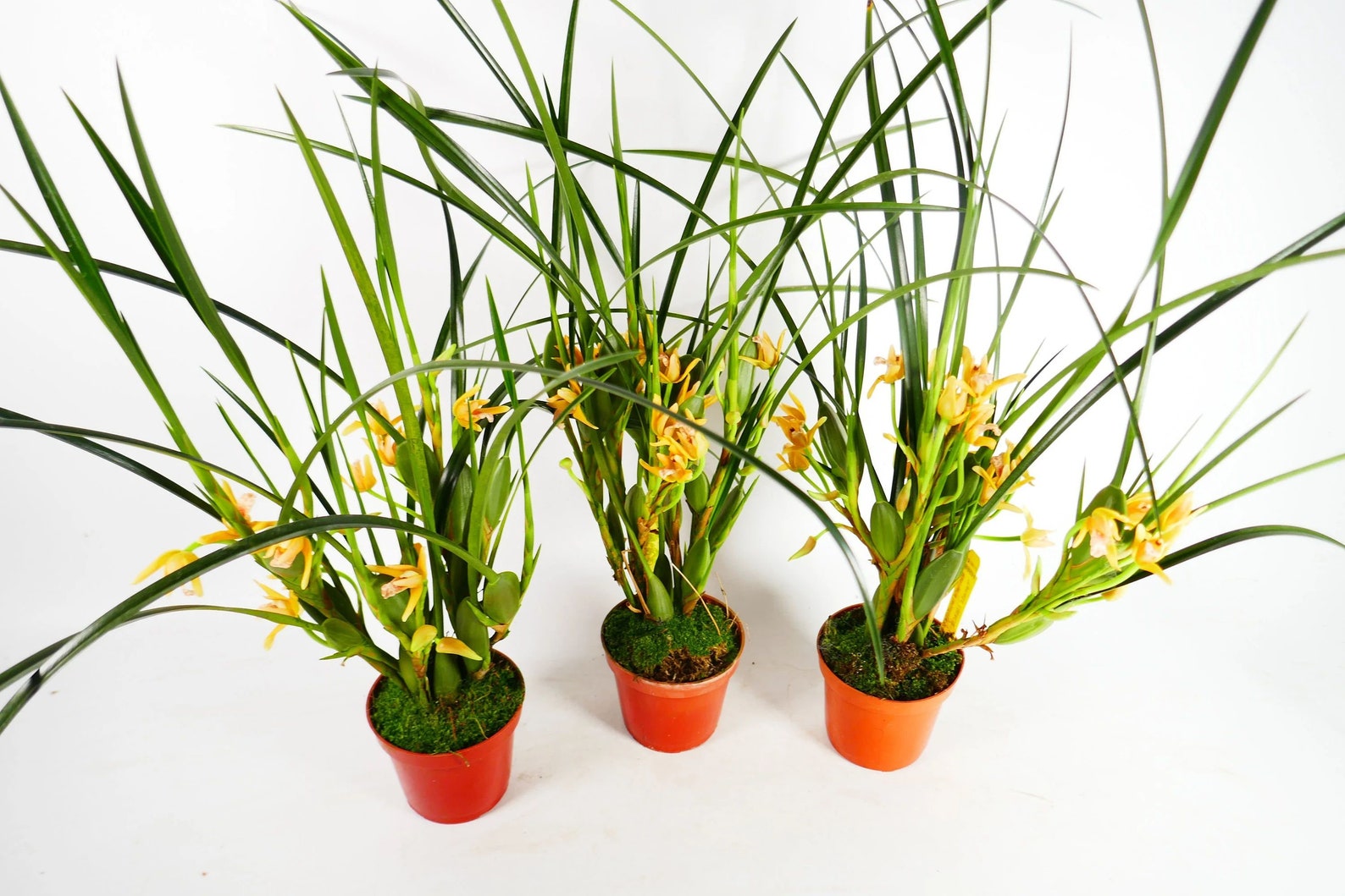 Maxillaria Tenuifolia Yamada yellow the Coconut Orchid Tropical Exotic ...