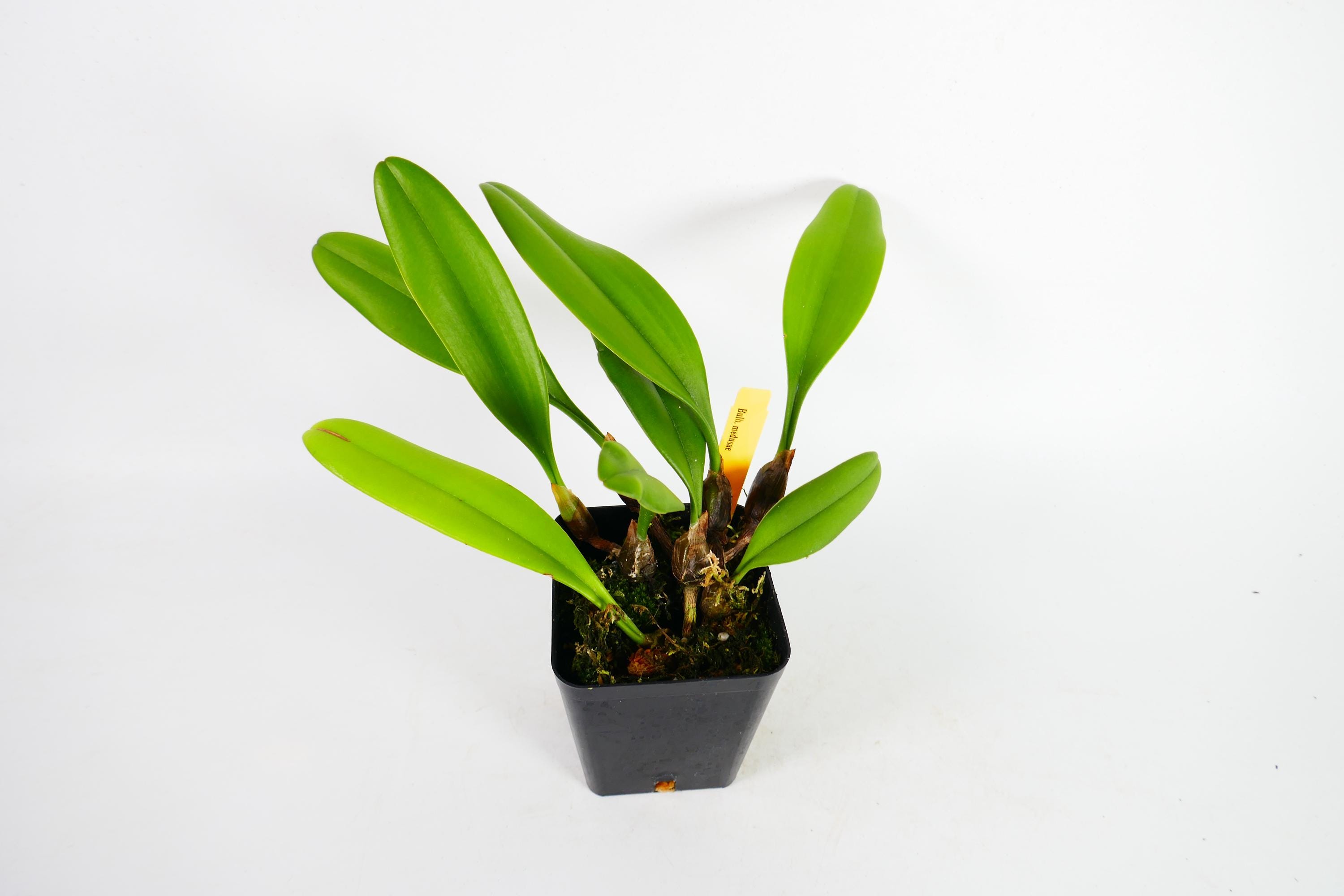 Bulbophyllum Species Orchid Bulb. Medusae Bloom Size Tropical House ...