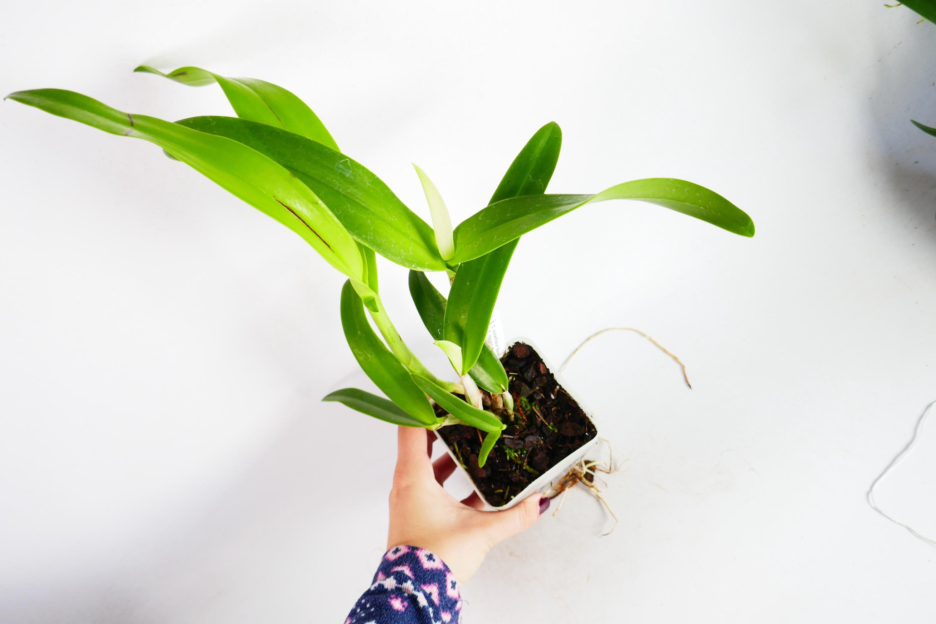 Cattleya Orchid C. Aurantiaca 'spots' X C. Harmill 'orange Glow ~ 4 ...