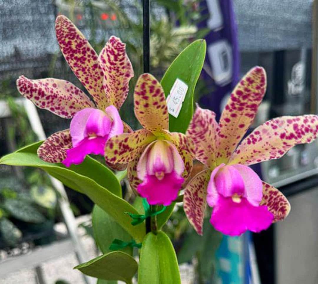 Cattleya Orchid C Summer Spot X Small World 4 Pot Bloom Size
