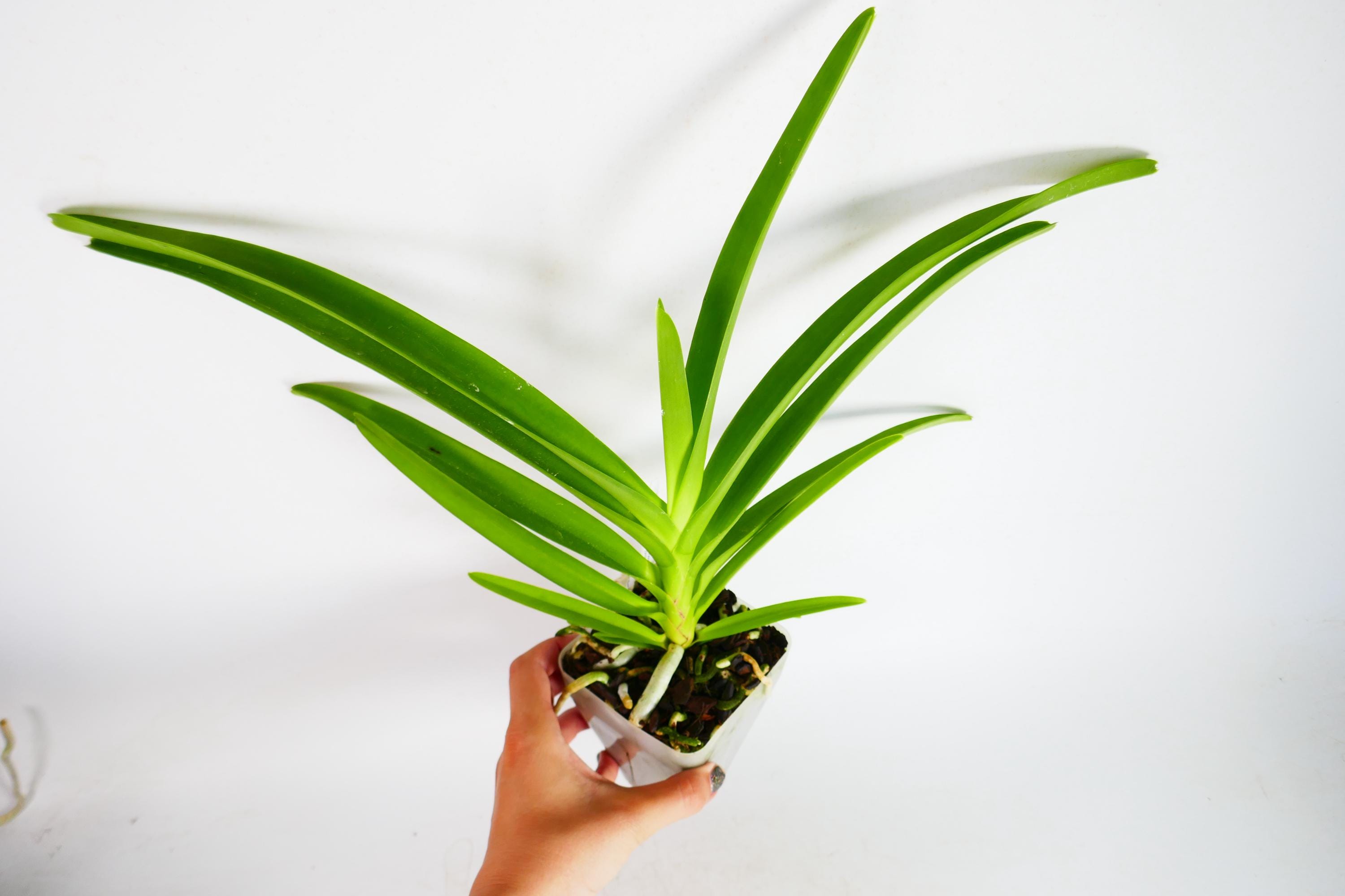 Vanda Orchid ~ V. Kultana 'brown' X V. Gordon Dillon ~ 4" Pot ~ Near ...
