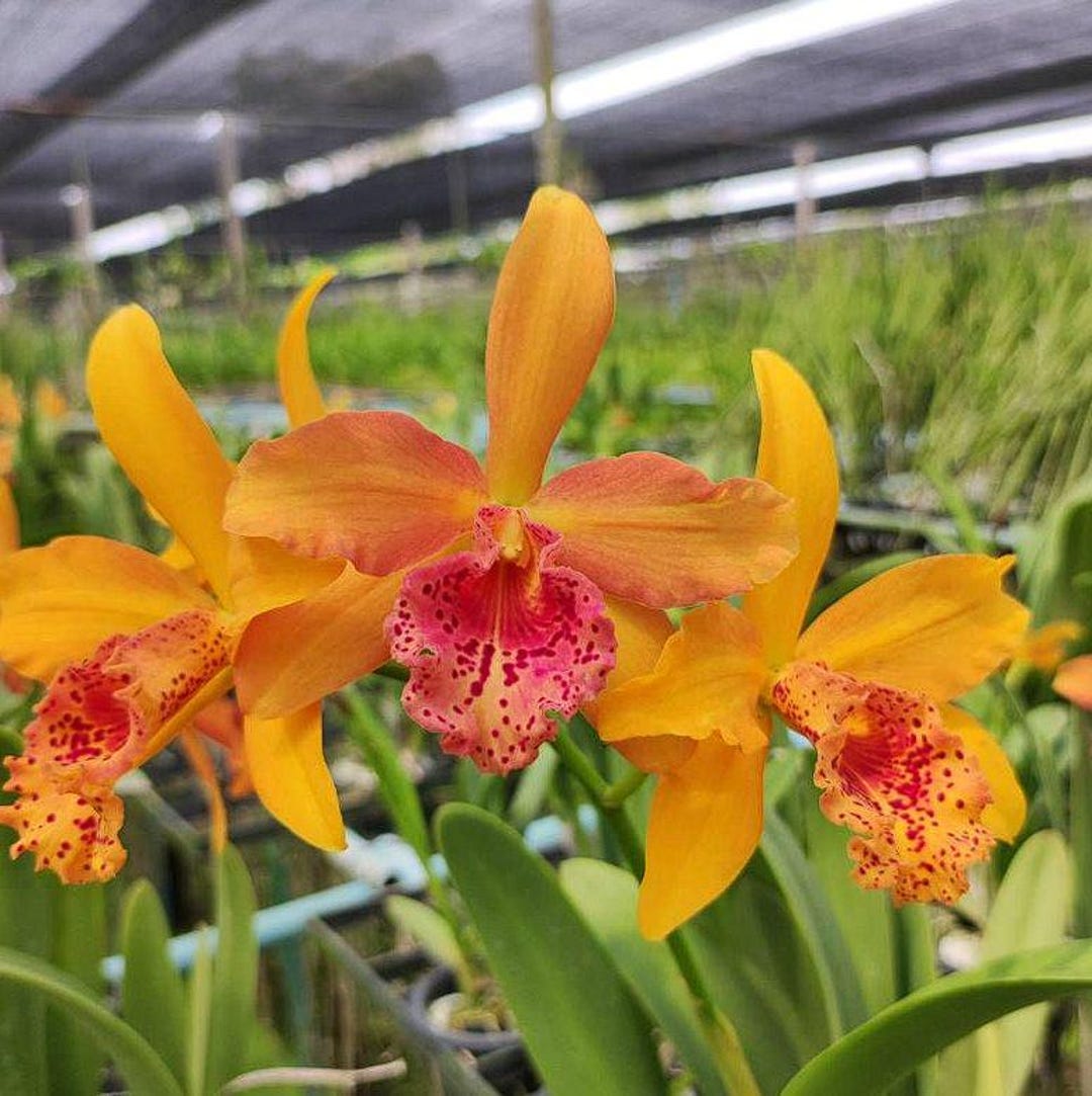 Cattleya Brassavola Orchid ~ Rby. Copper Queen 'H&R' ~ Bloom Size ...