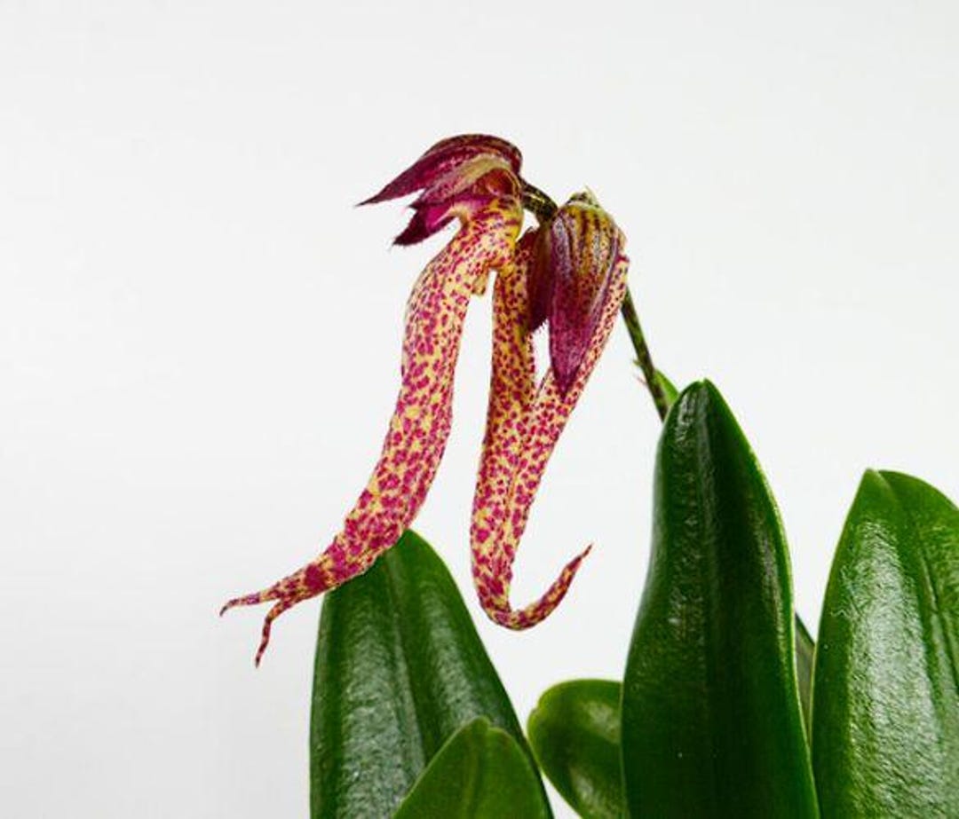 Bulbophyllum Orchid Bulb. UNKNOWN HYBRID Bloom Size Tropical House ...