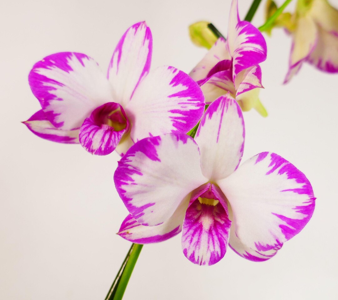 IN SPIKE / BUD Dendrobium Orchid Den. Enobi Purple 'splash' 4 Pot ...