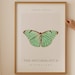 The Naturalists Miscellany Art Print, Papilio Laertes Butterfy, Girly ...