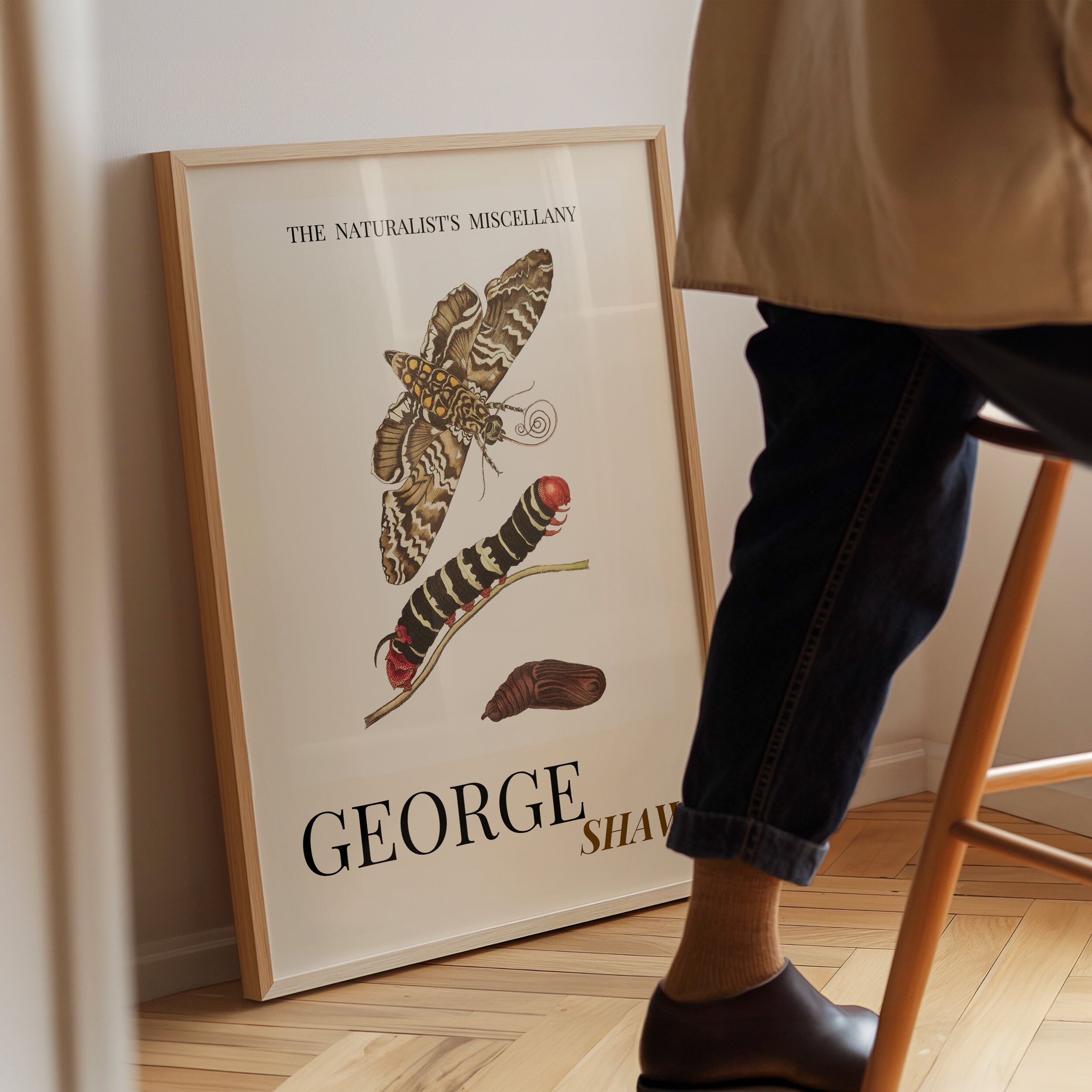 Butterfly Transformation Illustration, George Shaw Insect, Insect ...