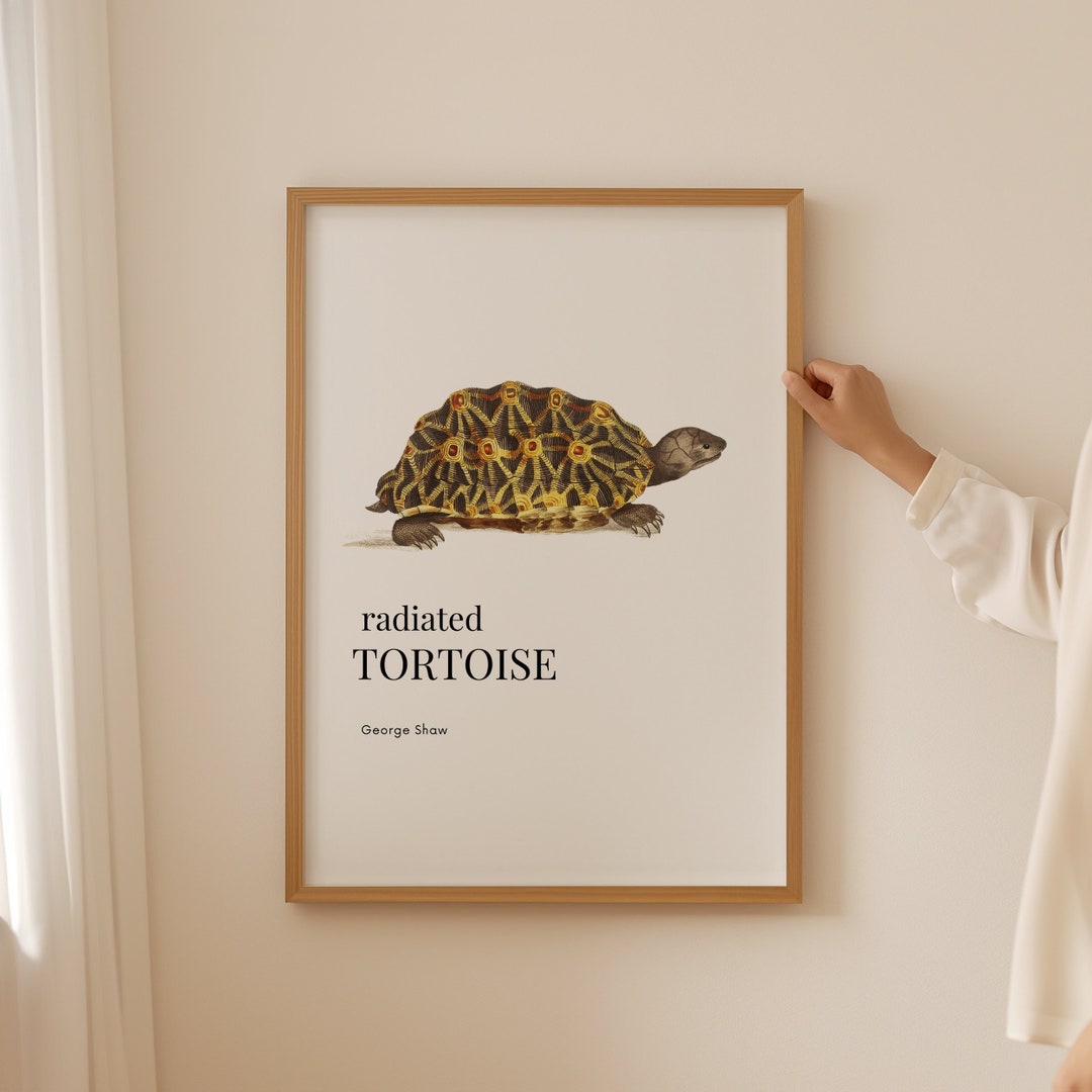 Tortoise Wall Art, Lake House Decor, Antique Wall Art, Turtle Gifts ...