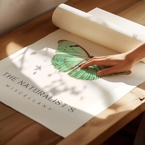 The Naturalists Miscellany Art Print, Papilio Laertes Butterfy, Girly ...