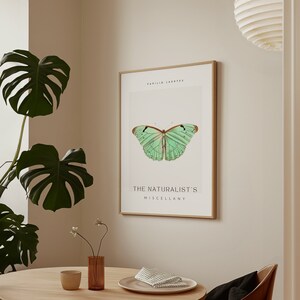 The Naturalists Miscellany Art Print, Papilio Laertes Butterfy, Girly ...