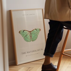 The Naturalists Miscellany Art Print, Papilio Laertes Butterfy, Girly ...