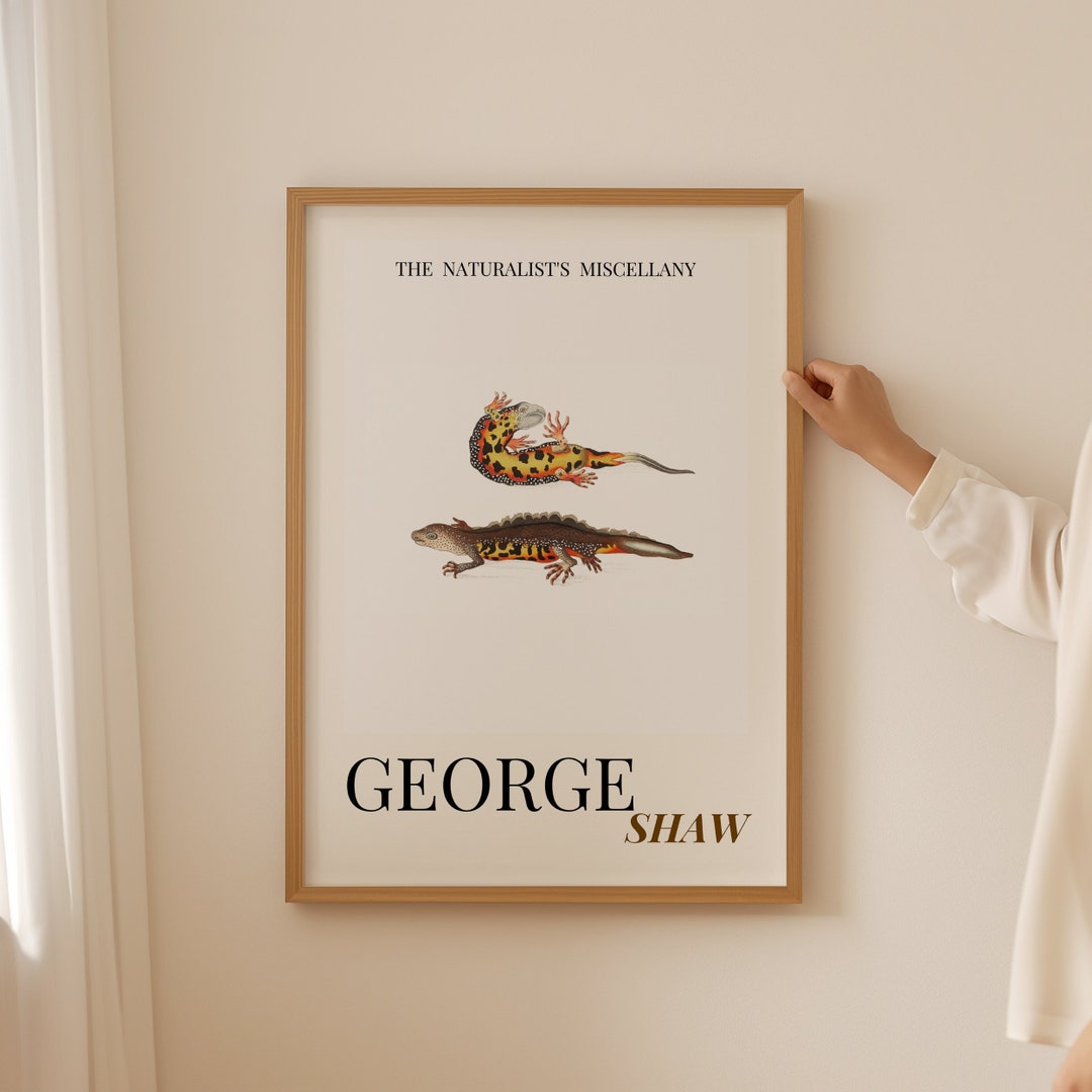 Salamander Art Print, Amphibian Wall Art, Preschool Learning Posters ...