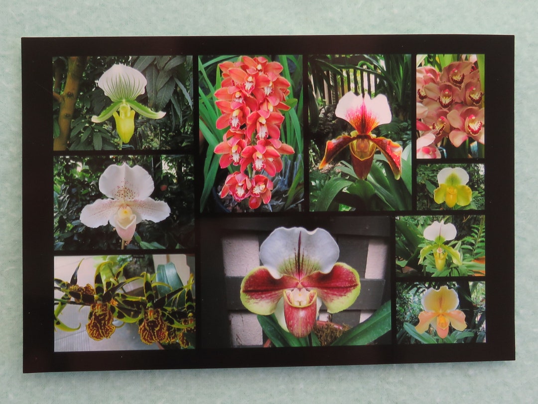 10 Orchid Photo Note Cards - Etsy