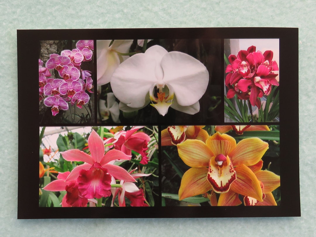 5 Orchid Cards Photo Note Cards - Etsy