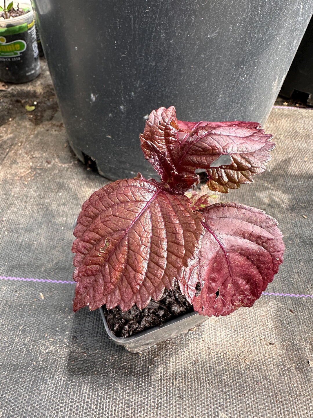 Live Shiso Plant, Also Known as Perilla Frutescens - Etsy