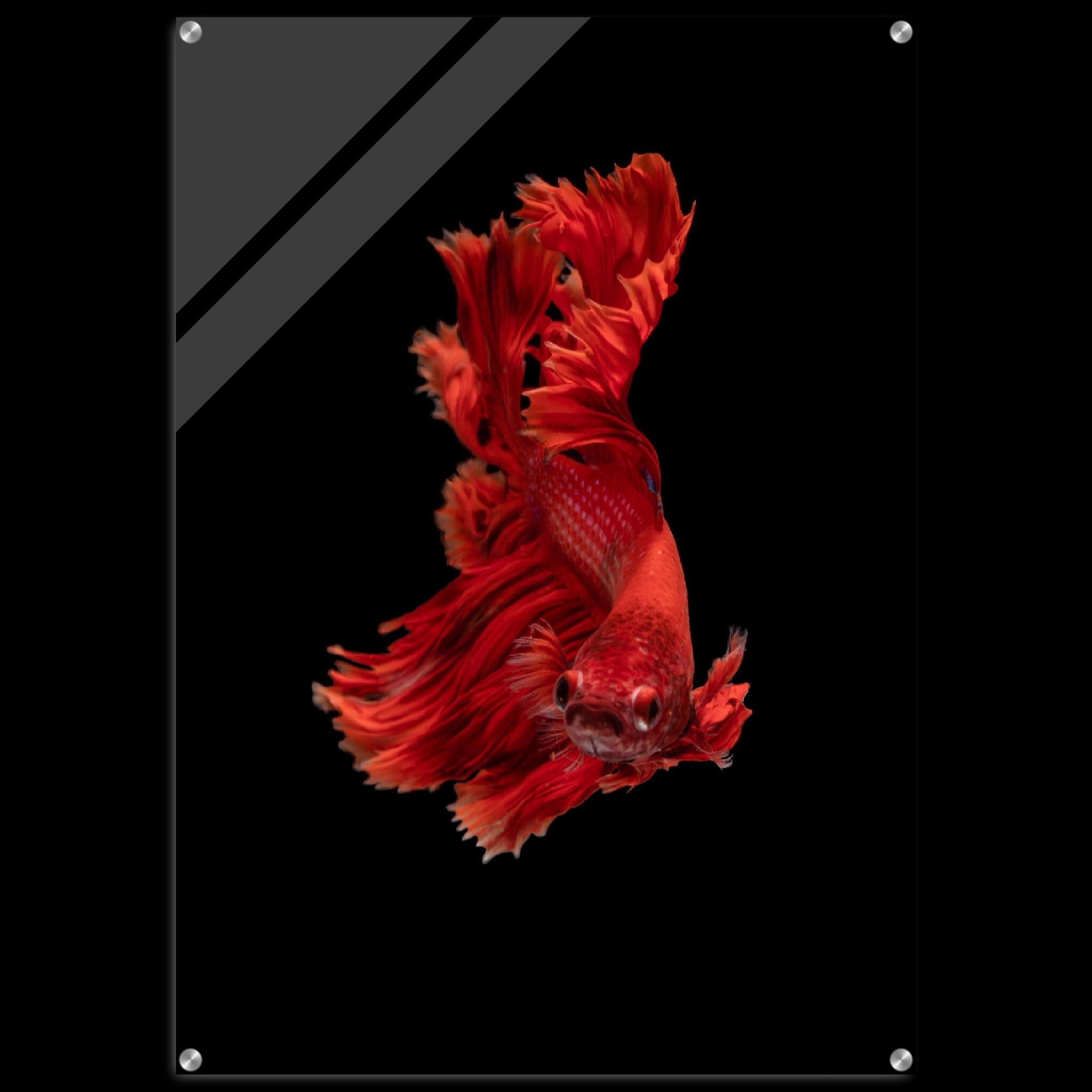 Acrylic Wall Art Betta Fish Wall Decor Fish Large Wall Print Modern ...