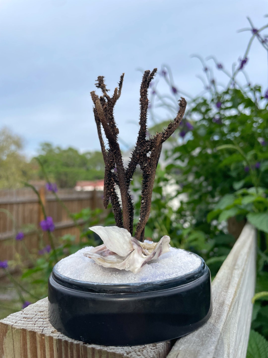 Purple Claw Seaweed and Oyster Ocean Display - Etsy