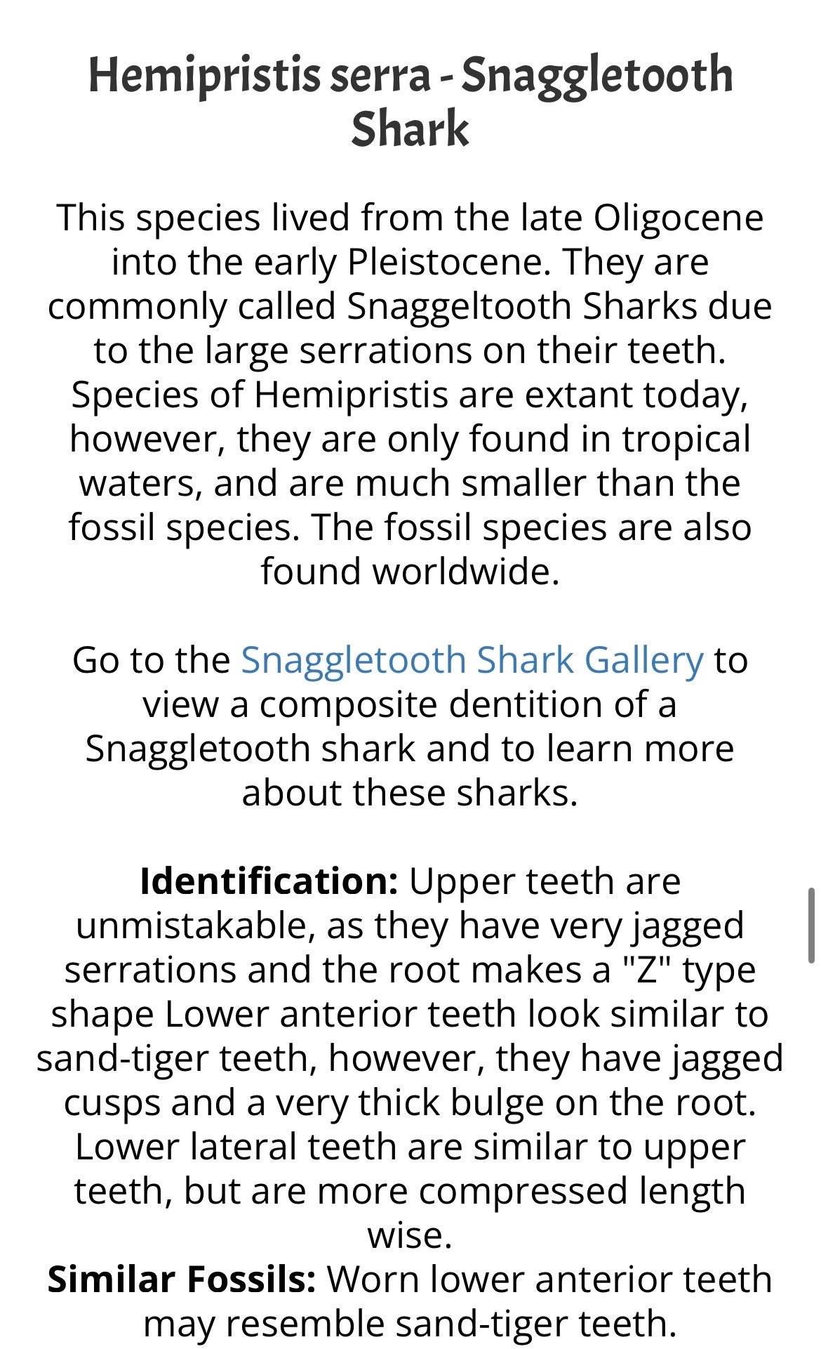 Rare Extinct Snaggletooth Shark Tooth Fossil Stainless Steel Earring - Etsy