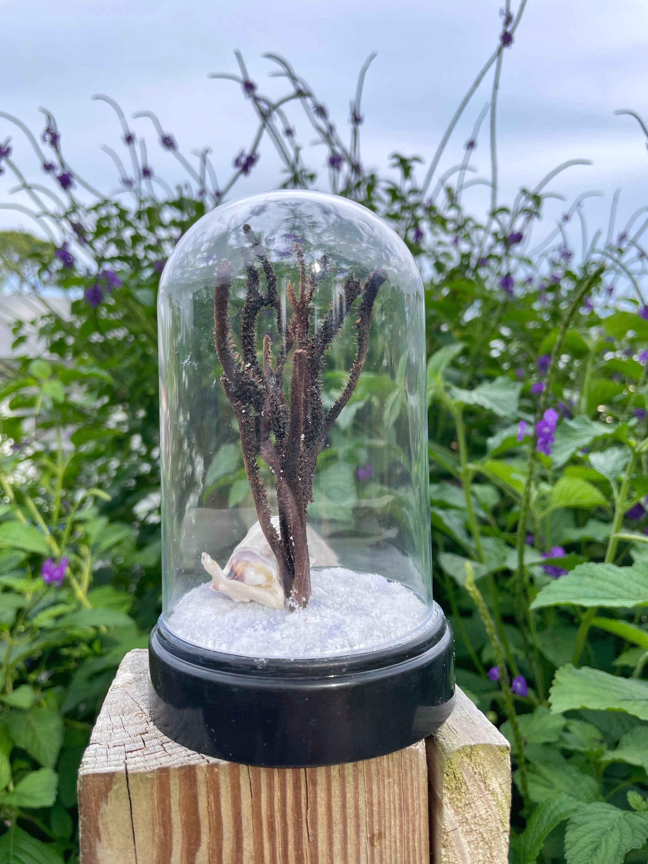 Purple Claw Seaweed and Oyster Ocean Display - Etsy