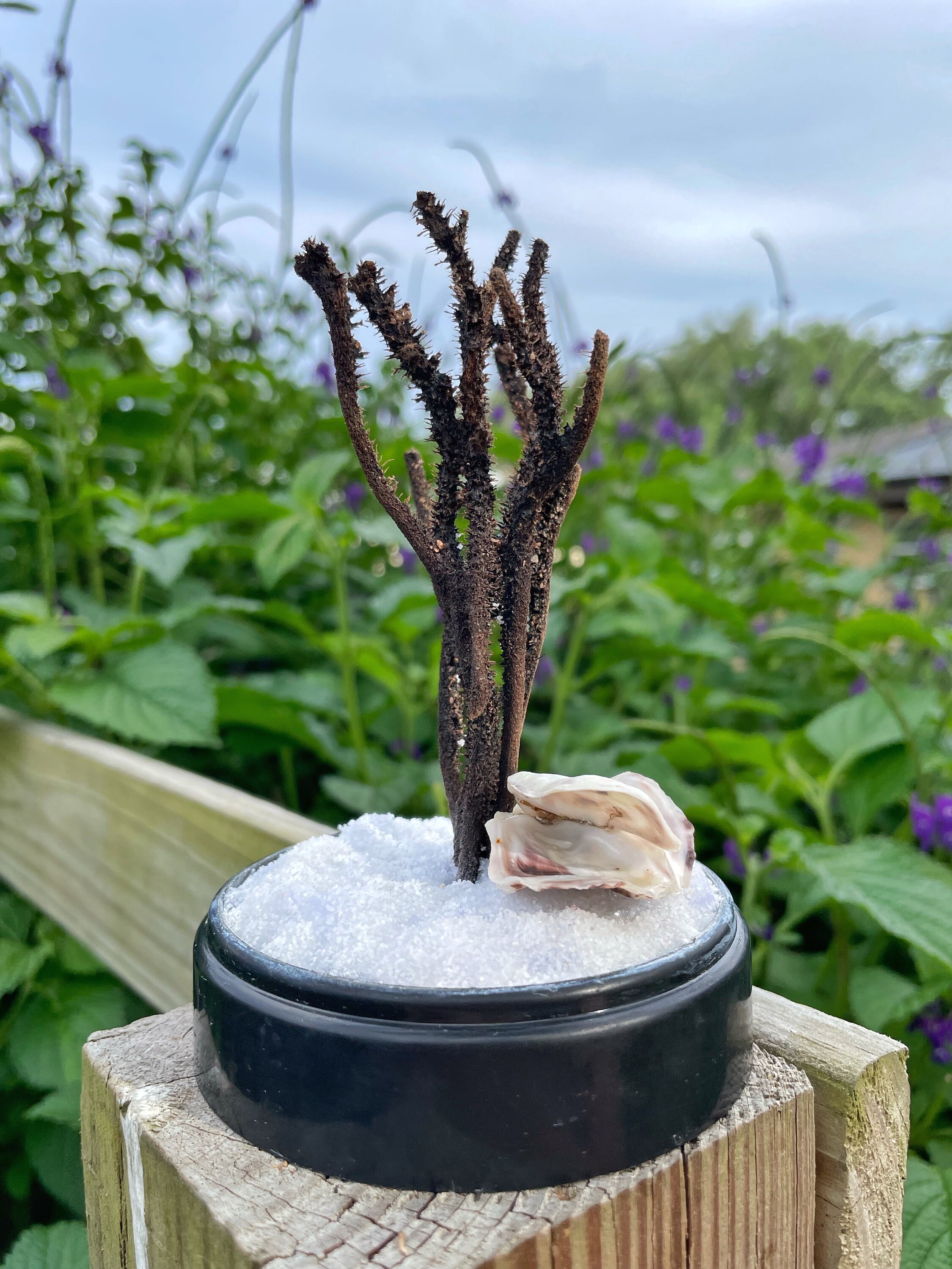 Purple Claw Seaweed and Oyster Ocean Display - Etsy