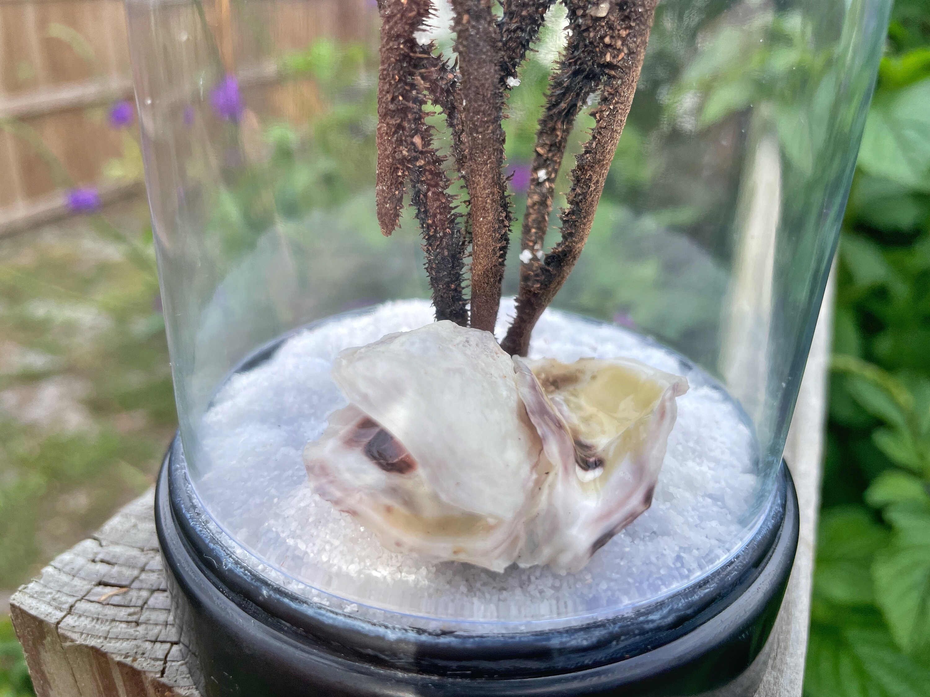 Purple Claw Seaweed and Oyster Ocean Display - Etsy