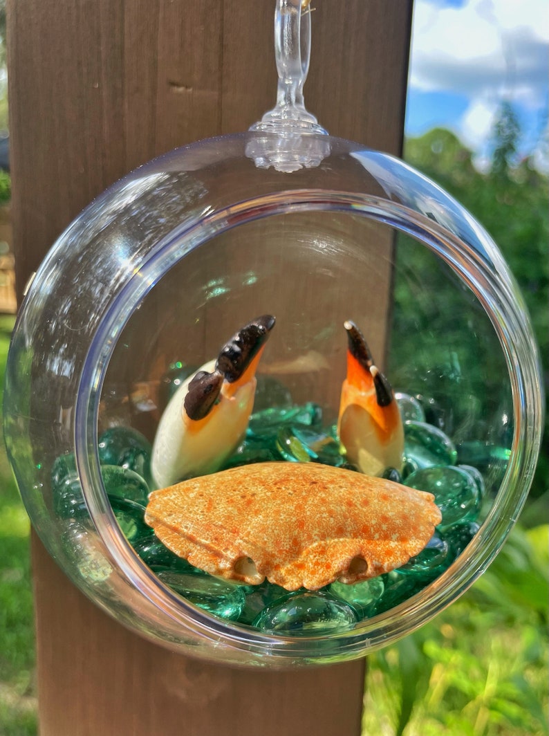 Stone Crab Terrarium - Etsy