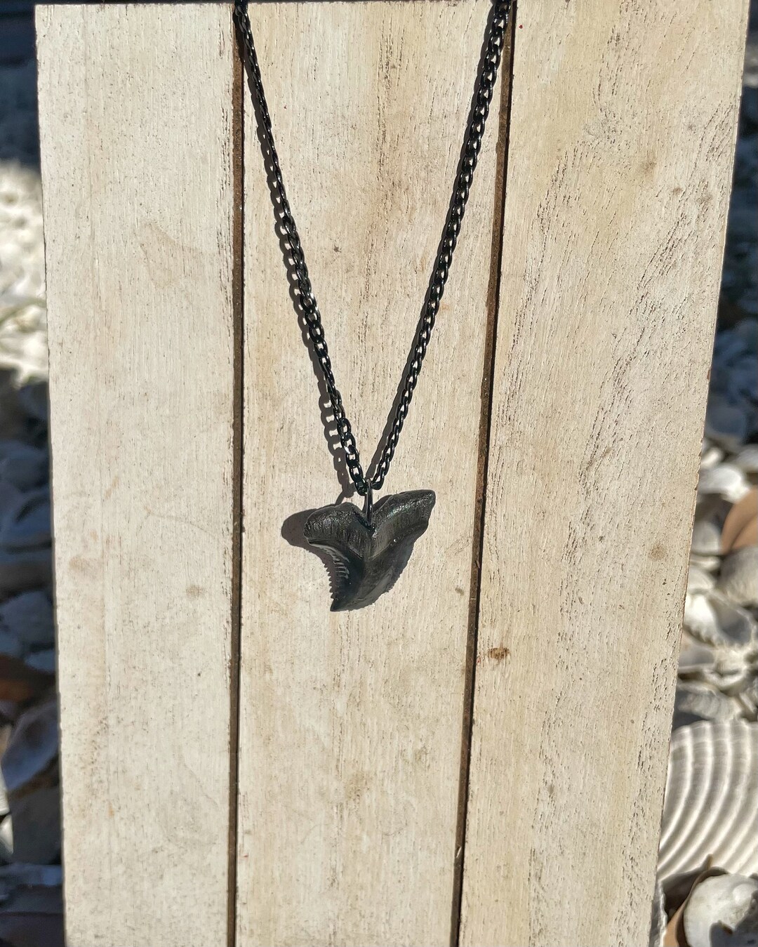 Extinct Adult Snaggletooth Shark Tooth Fossil Stainless Steel Black ...