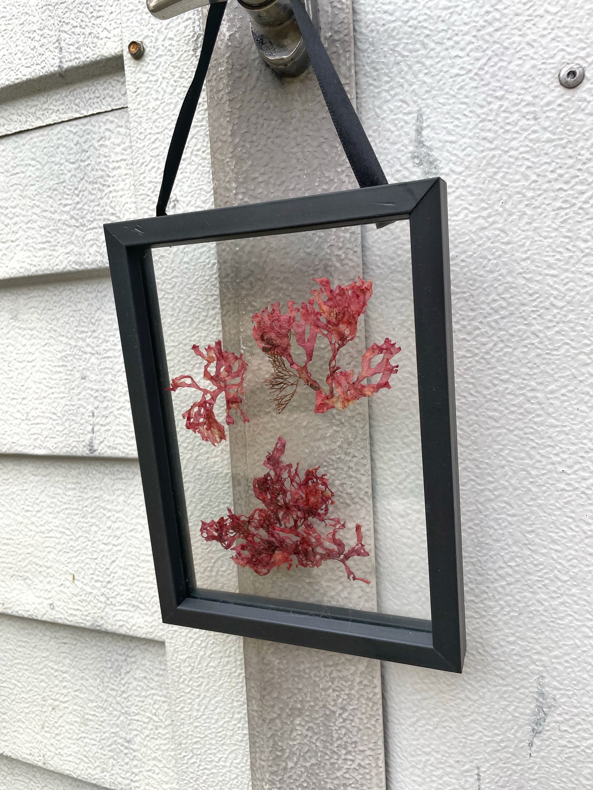 Purple Claw Weed Black Translucent Glass Frame - Etsy