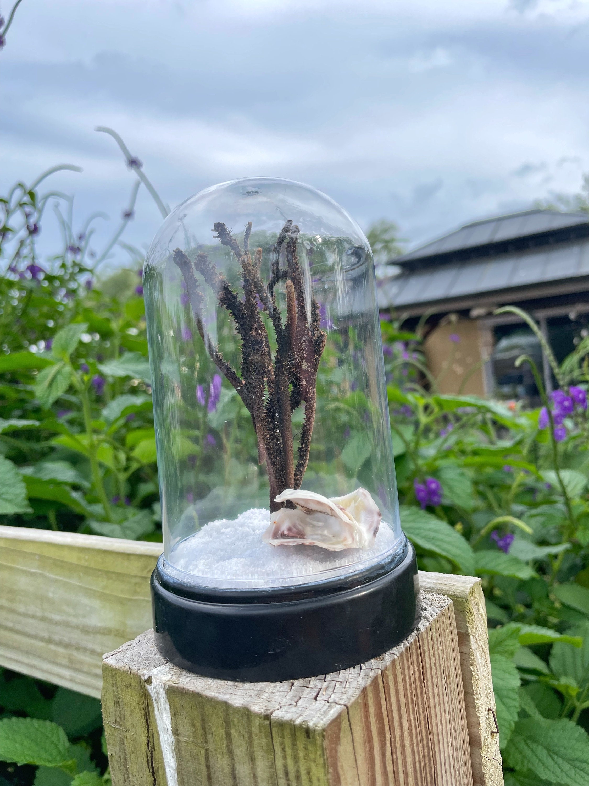 Purple Claw Seaweed and Oyster Ocean Display - Etsy
