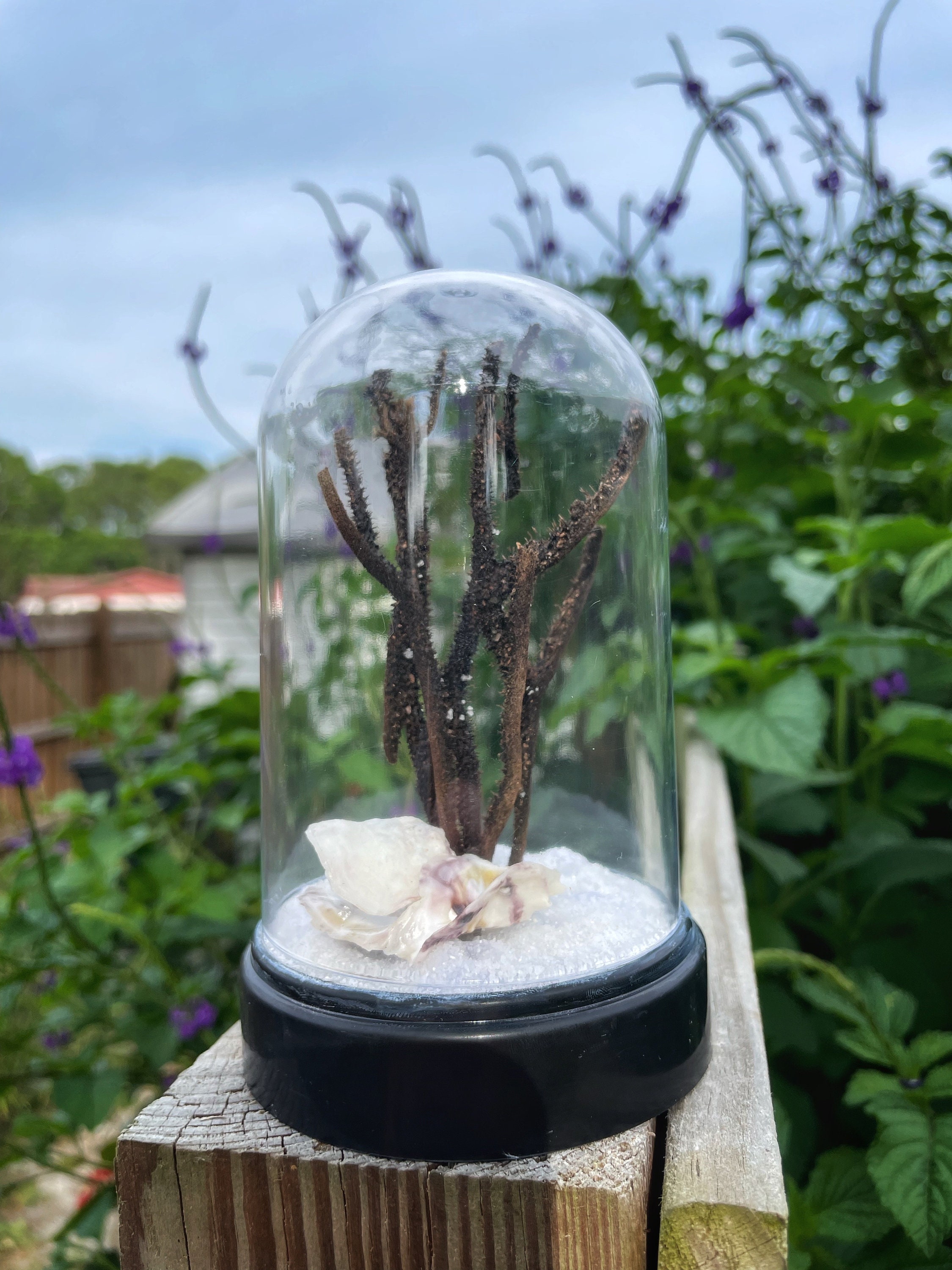 Purple Claw Seaweed and Oyster Ocean Display - Etsy