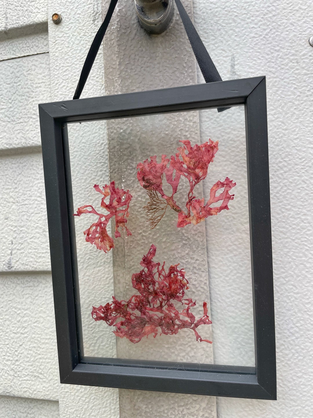 Purple Claw Weed Black Translucent Glass Frame - Etsy