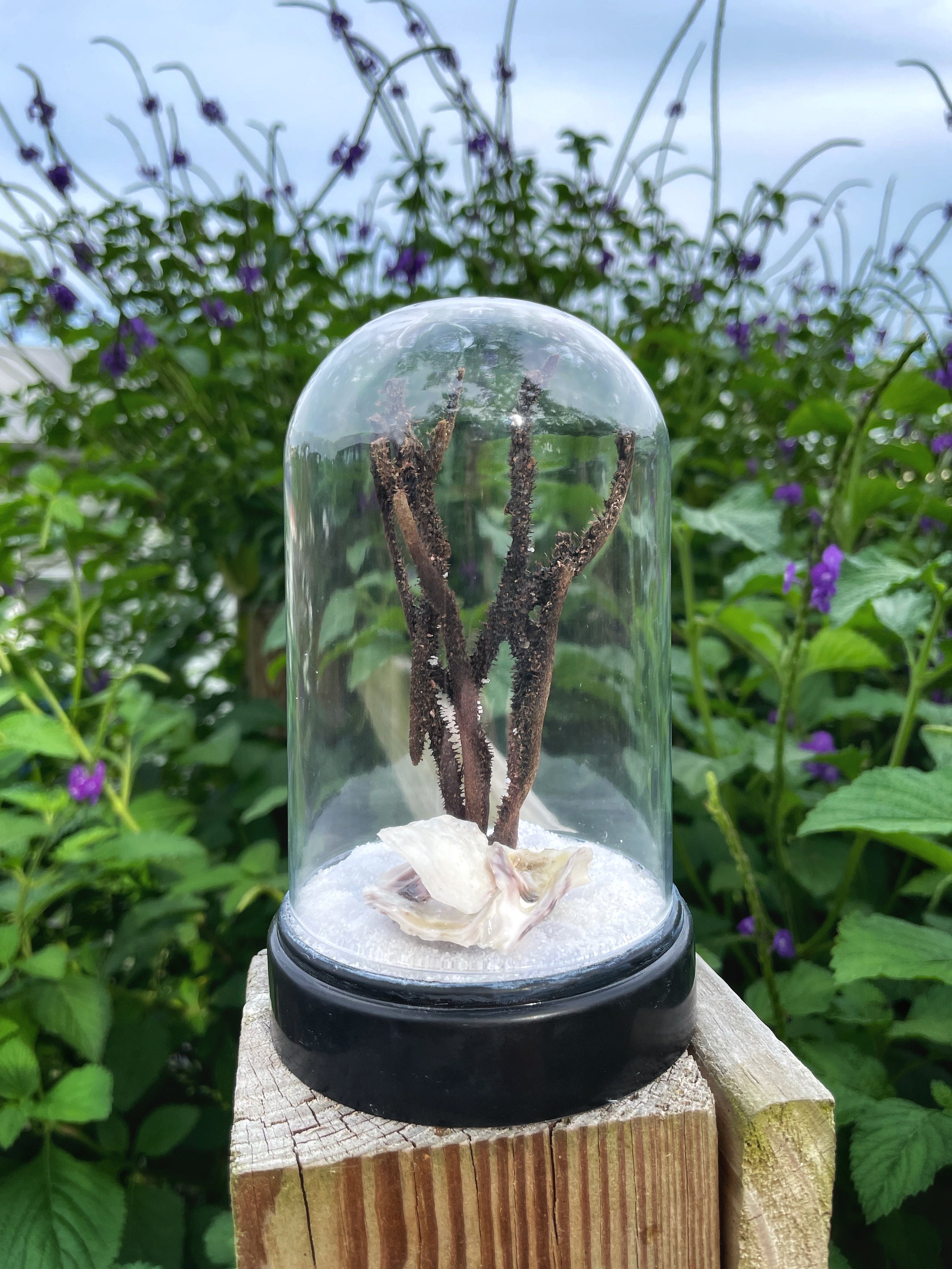 Purple Claw Seaweed and Oyster Ocean Display - Etsy