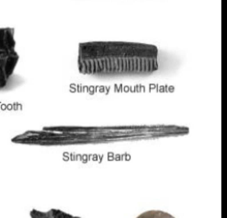 Stingray Teeth Mouth Plate Fossil Stainless Steel Black Chain Necklace ...