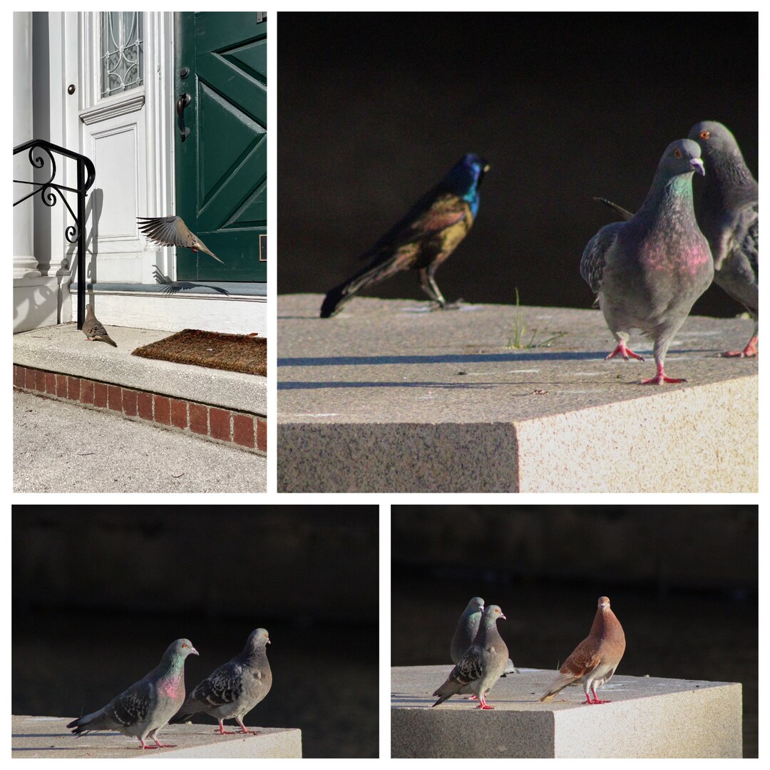 Pigeons in the City in Four Photograph Collage - Etsy