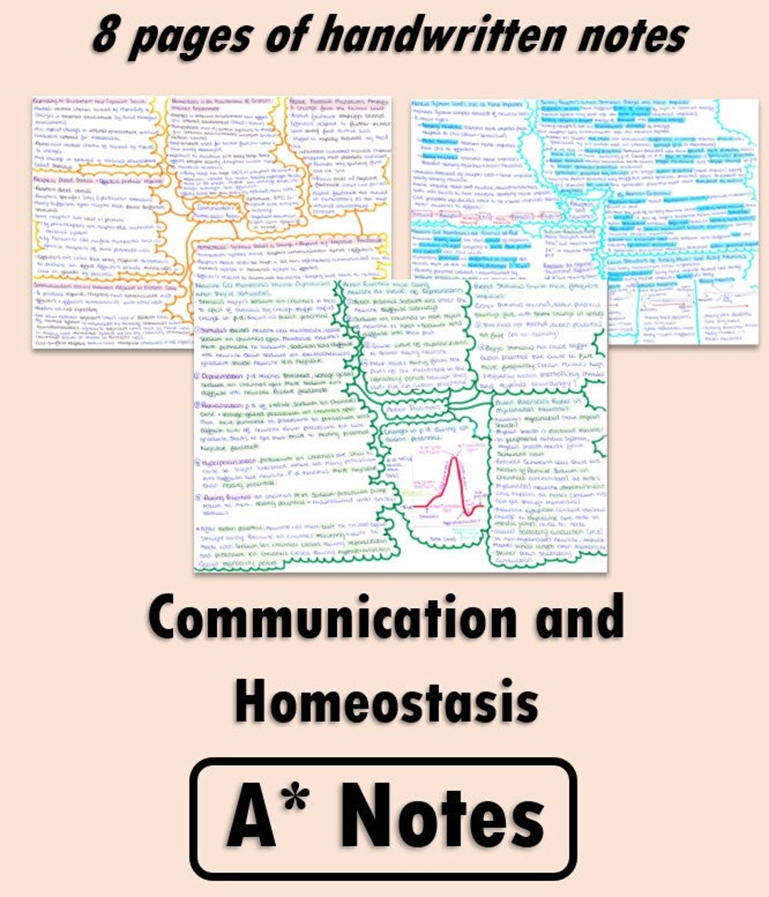 A Level Biology Revision Study Notes - Communication and Homeostasis ...
