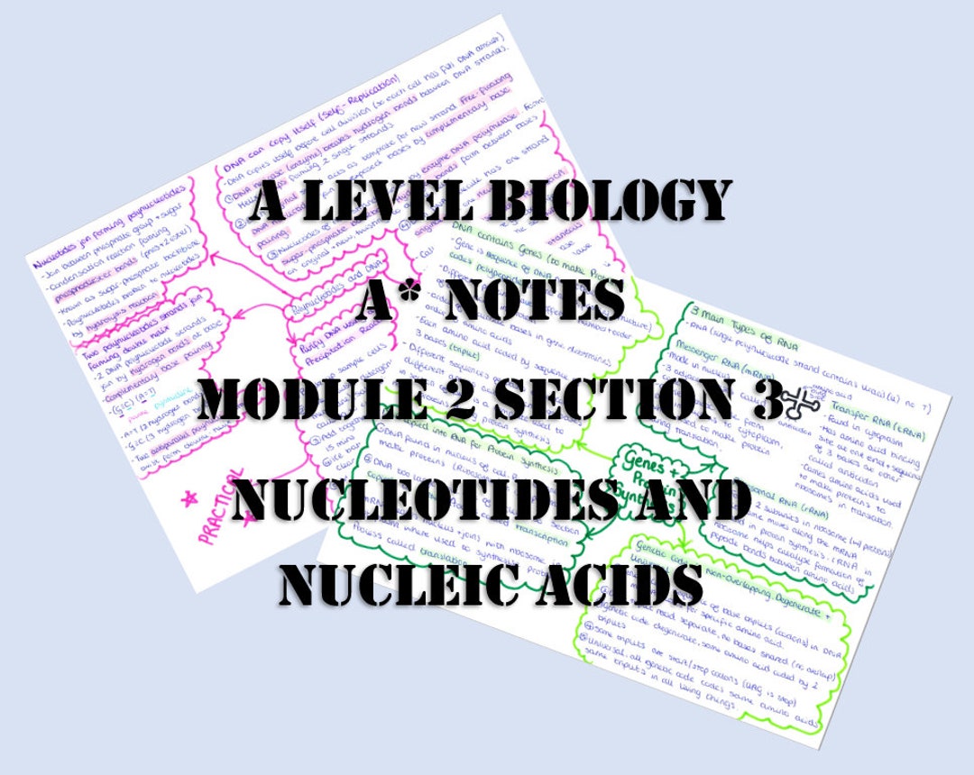A Level Biology Revision Notes - Nucleotides and Nucleic Acids - DNA ...