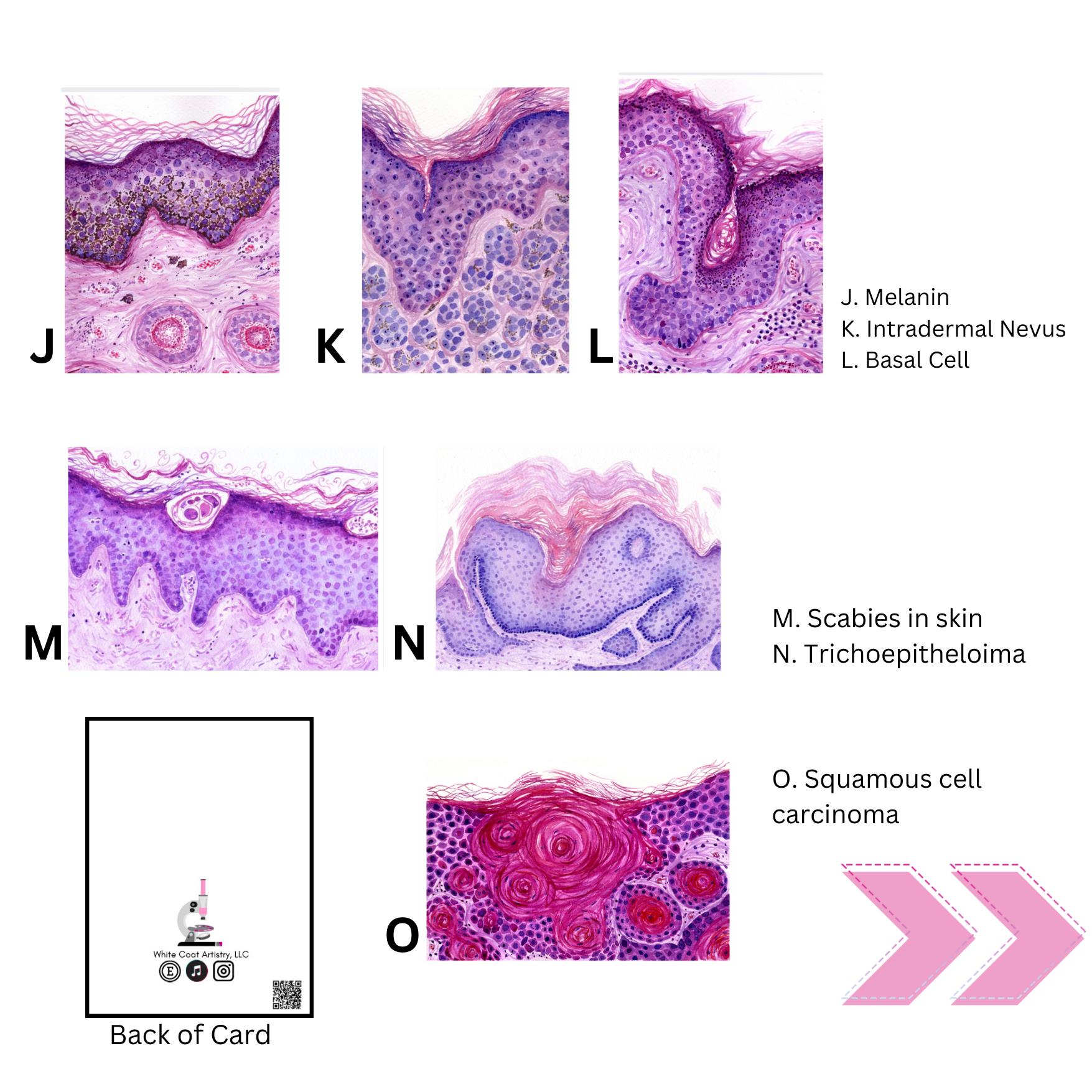 Pathology Cards, Histology, Blank Cards With Envelop - Etsy